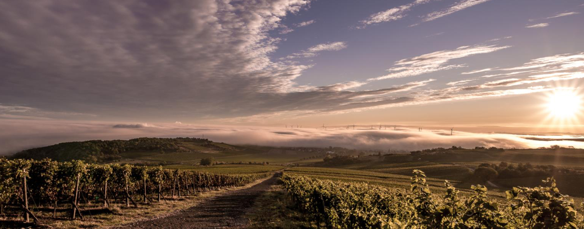 Westwinde – ein ausführlicher Jahrgangsbericht 2020 aus dem Weingut ...